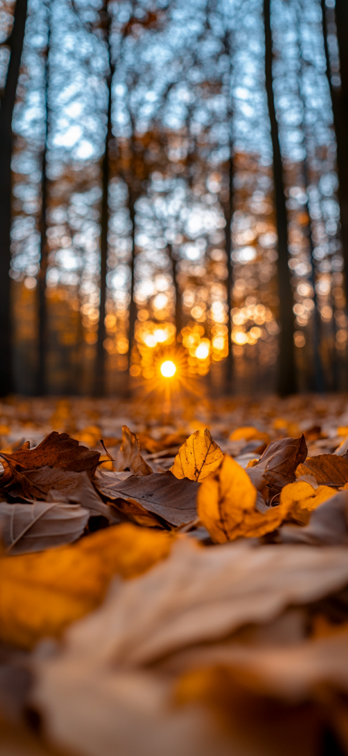 90+ Fall iPhone Wallpapers – Everyday Inspo